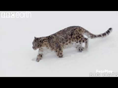 Snow Leopard (Ghost of the Mountains) - YouTube