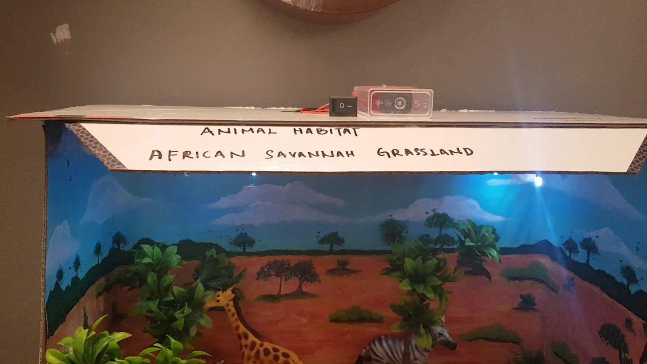 Animal habitat DIY diorama - YouTube