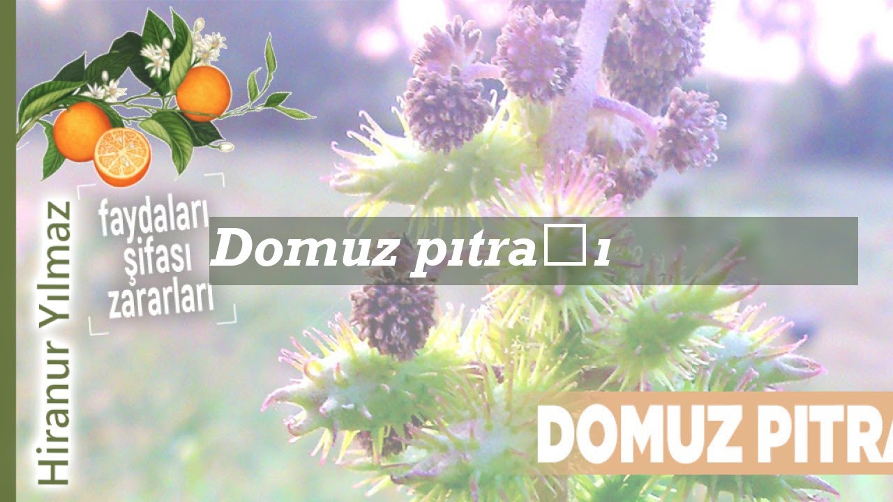 Domuz pıtrağı - YouTube