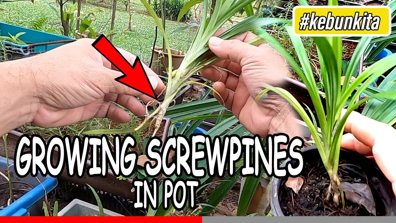 How To Grow at home Screwpines in POT, Pandan Leaf Plant (Pandanus ...
