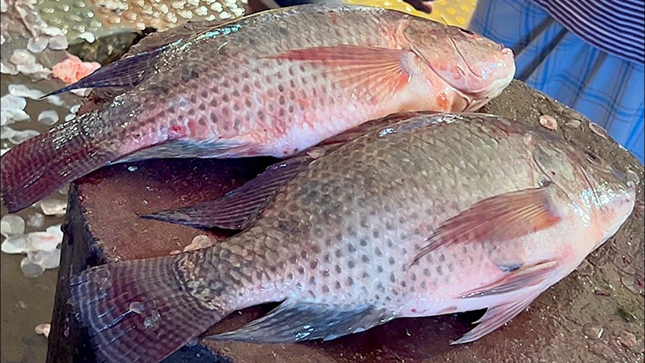 Delicious Bangladeshi Popular Big Tilapia Fish Cutting Skills | Fish ...