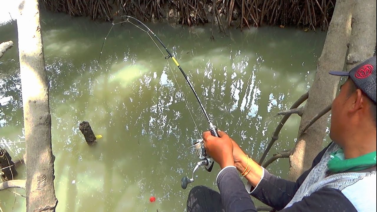 Mancing Ikan Di Hutan Bakau Seperti Ini Suka Dukanya - YouTube