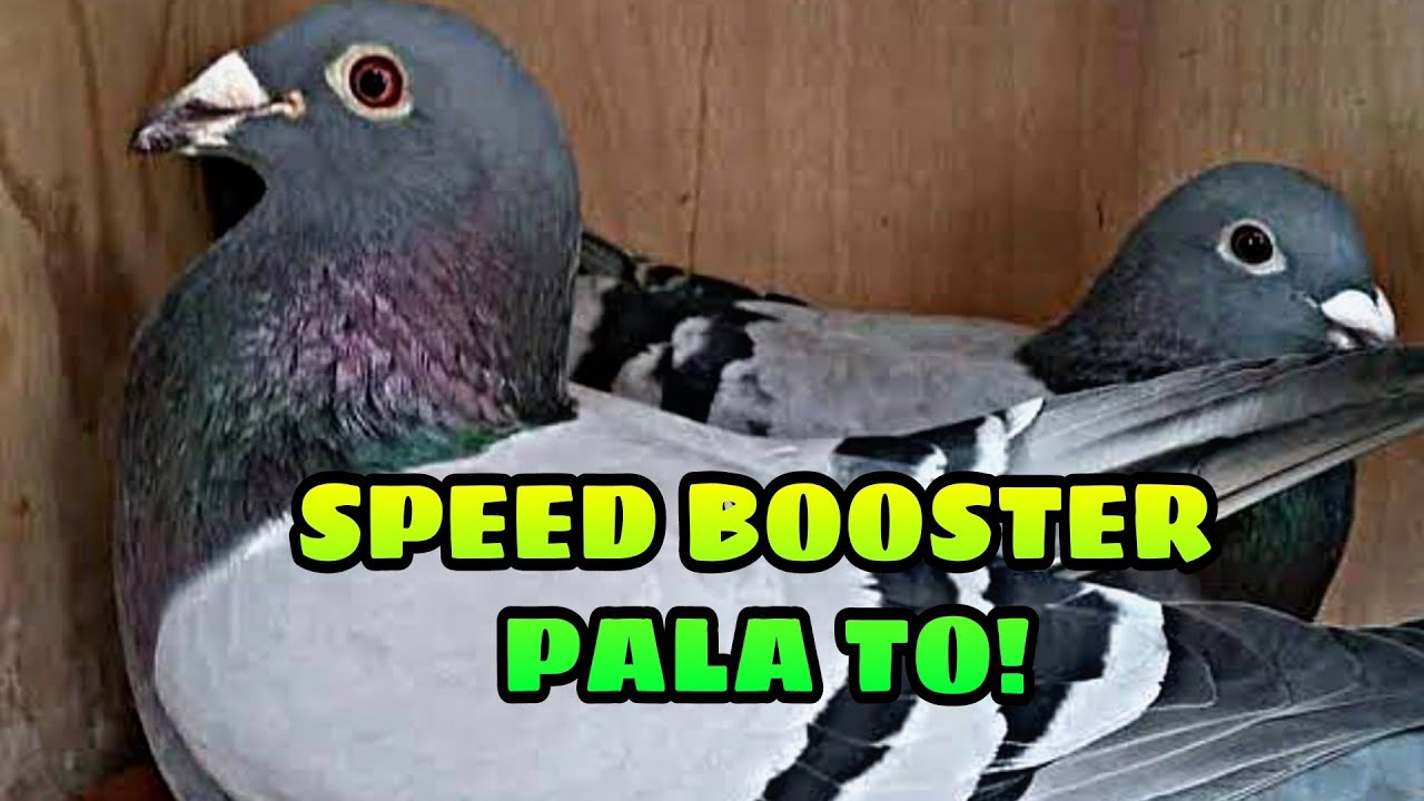 SIMPLENG MOTIVATION NG KALAPATI - YouTube