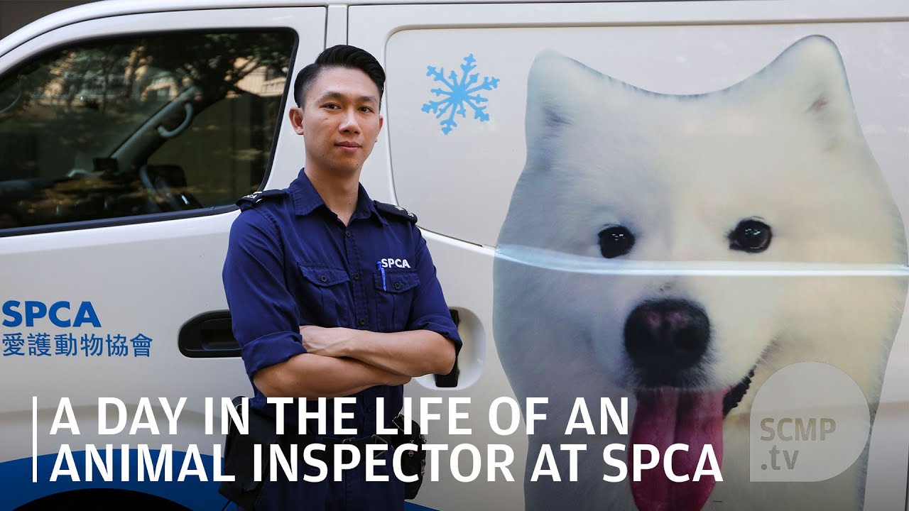 A day in the life of an animal inspector at SPCA - YouTube