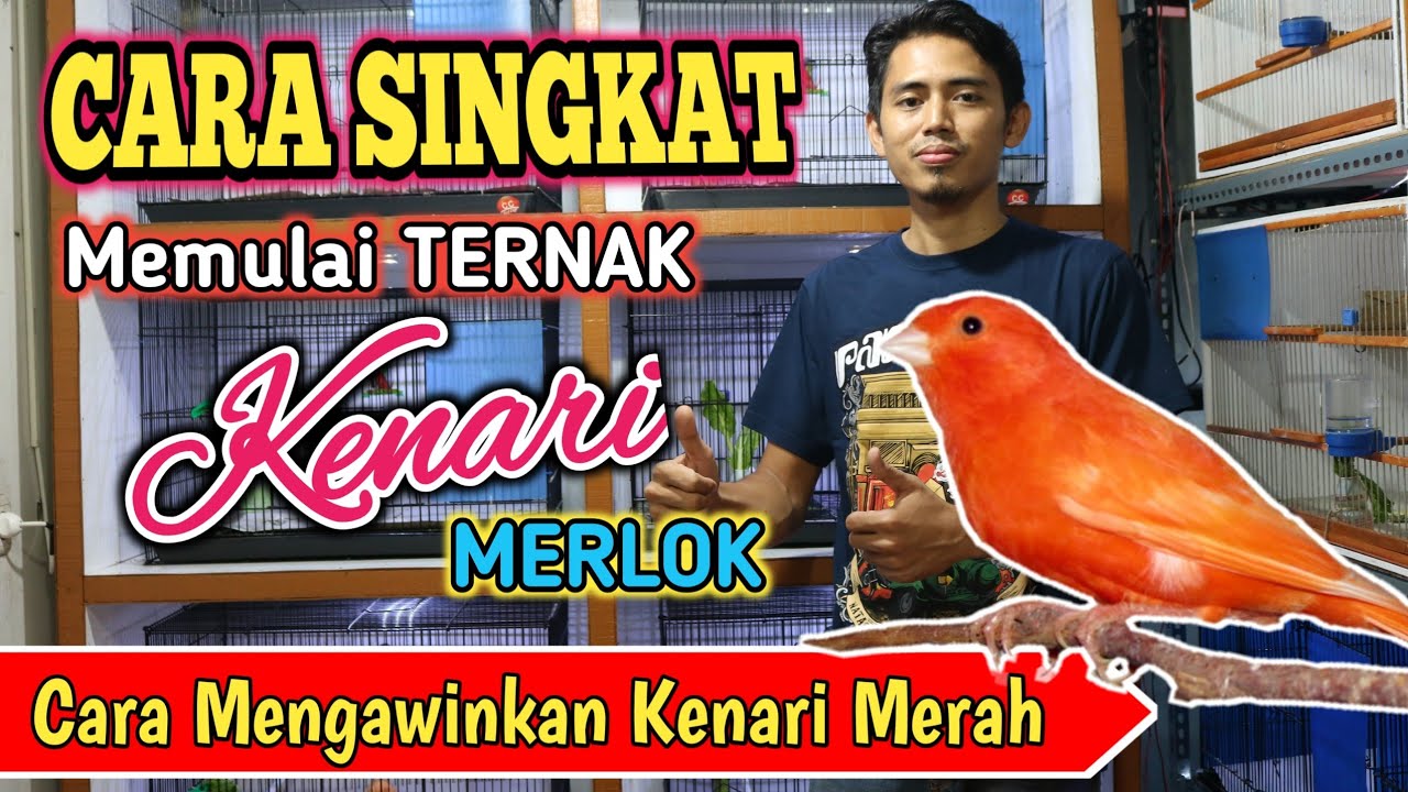CARA MEMULAI TERNAK KENARI MERLOK | Cara Mengawinkan Kenari Merah ...