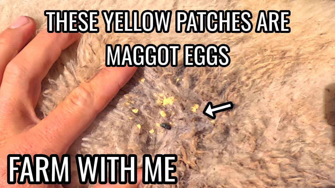 Flystrike - Maggots were attacking this sheep - YouTube