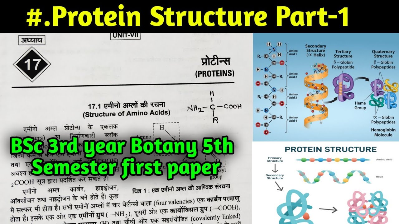 Structure of Protein Part-1 || BSc 3rd year Zoology 5th Sem 1st paper ...