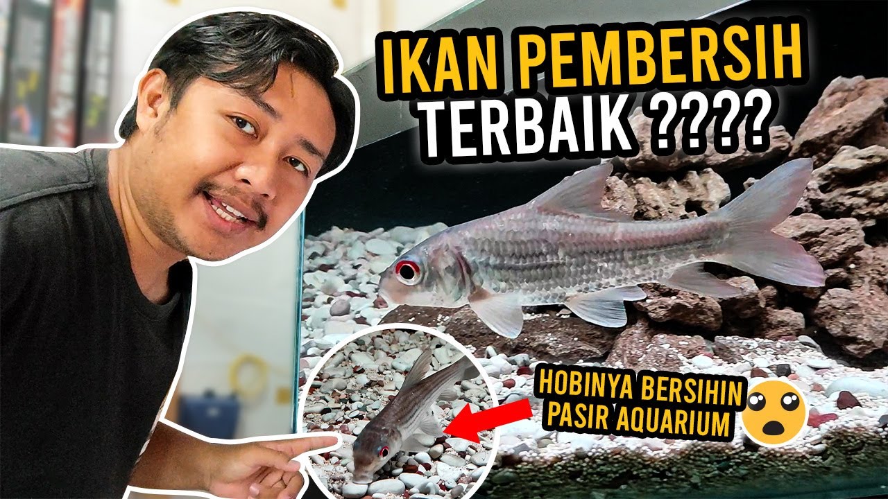 IKAN PEMBERSIH TERBAIK? BAHAS IKAN JULIENI BARB - YouTube