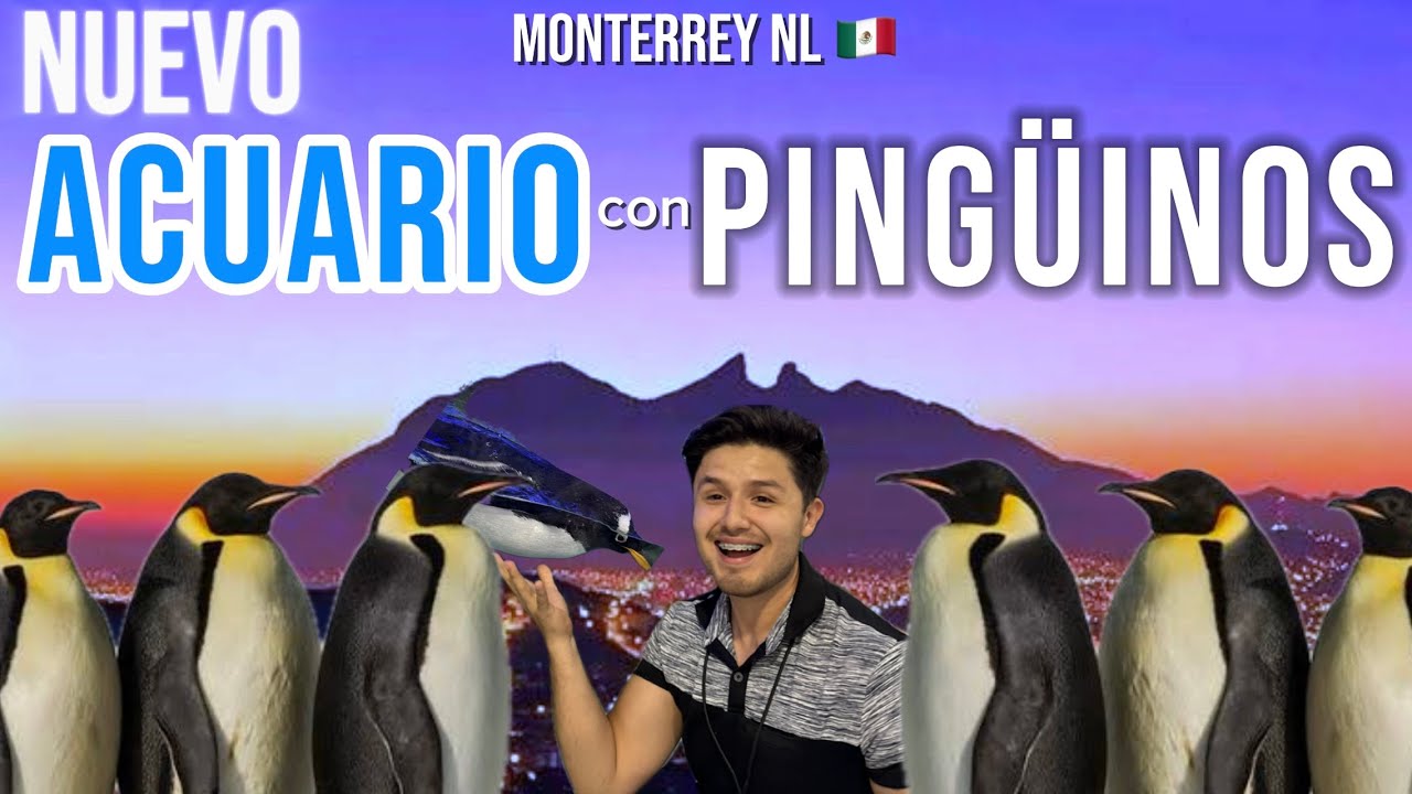 Sealand Monterrey: NUEVO ACUARIO CON PINGÜINOS🐧 Nuevo León, Mx 🇲🇽 - YouTube
