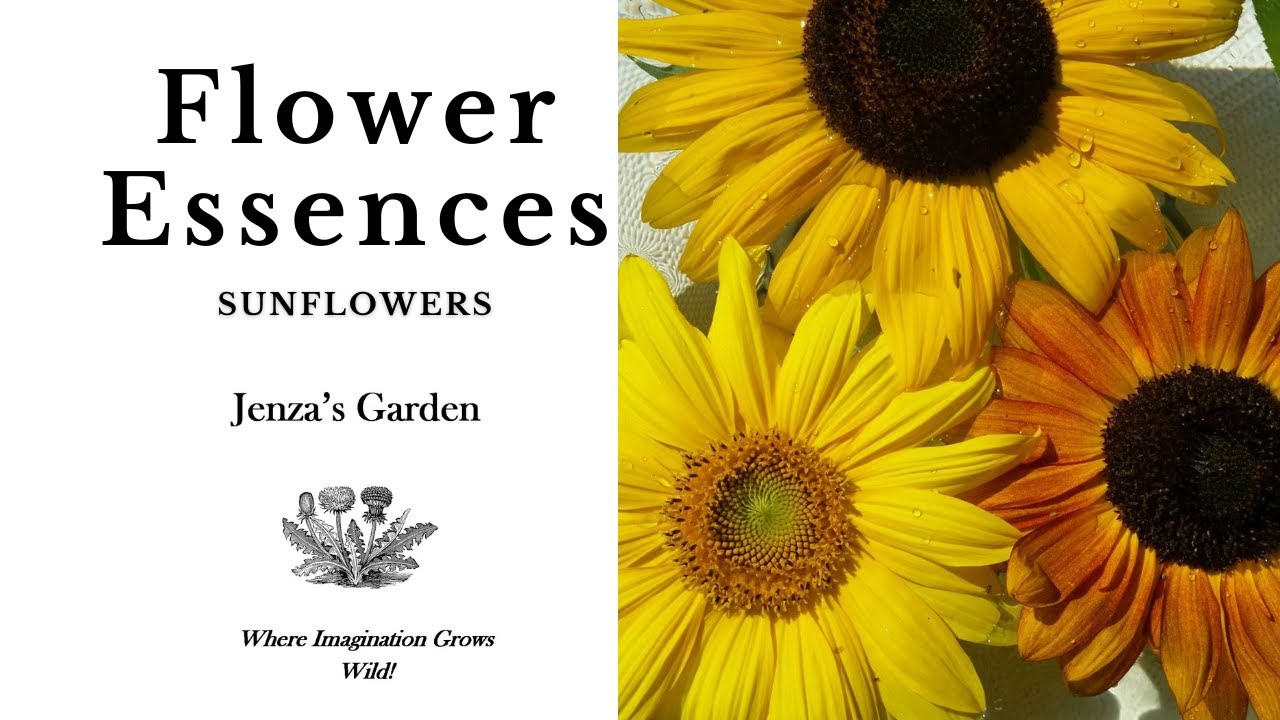 Sunflower Flower Essence - YouTube