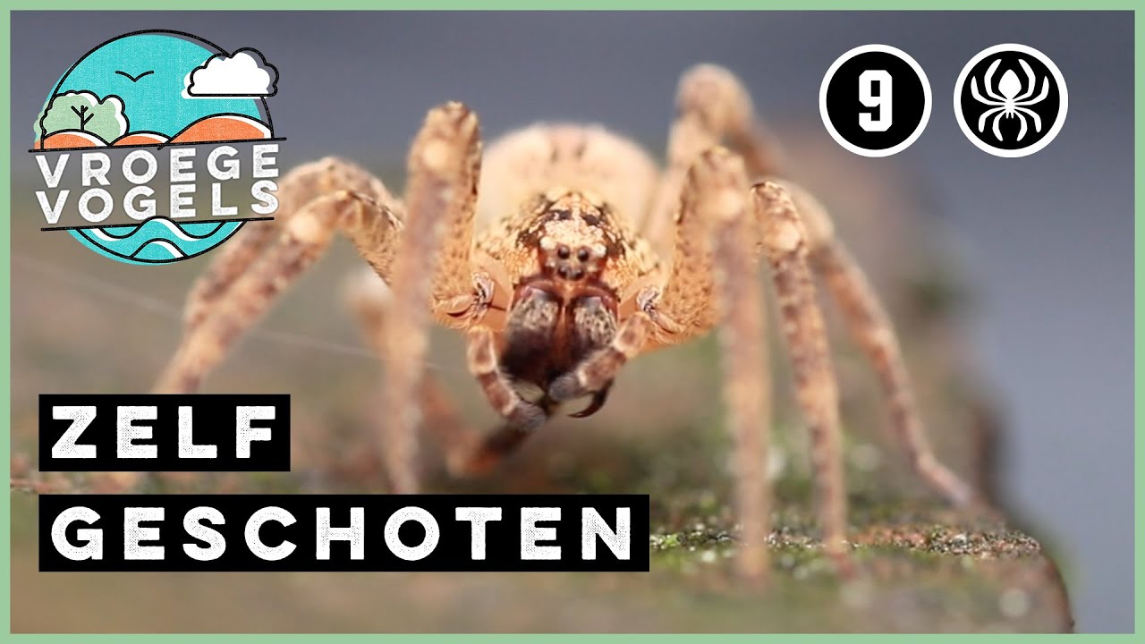 Close-up van de valse wolfspin | Winnaar Zelf Geschoten | Vroege Vogels ...
