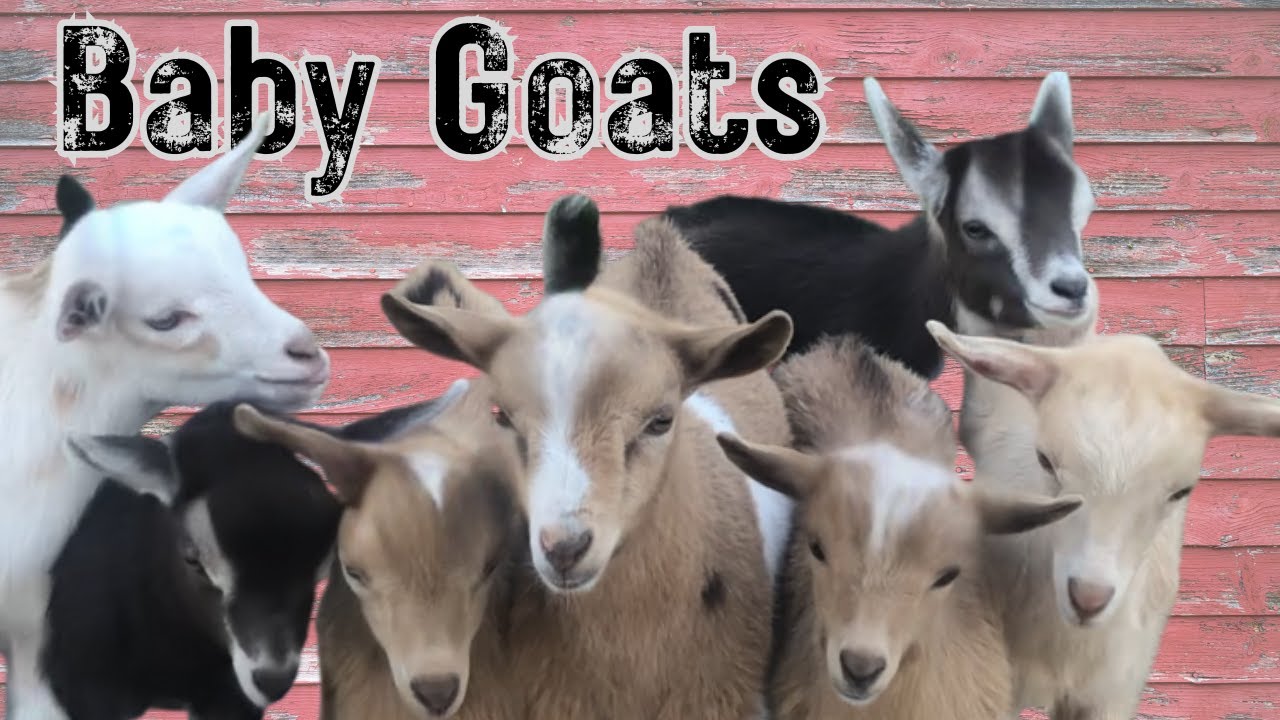 Adorable baby goats and relaxing farm sounds #goats #relaxing #farmlife ...