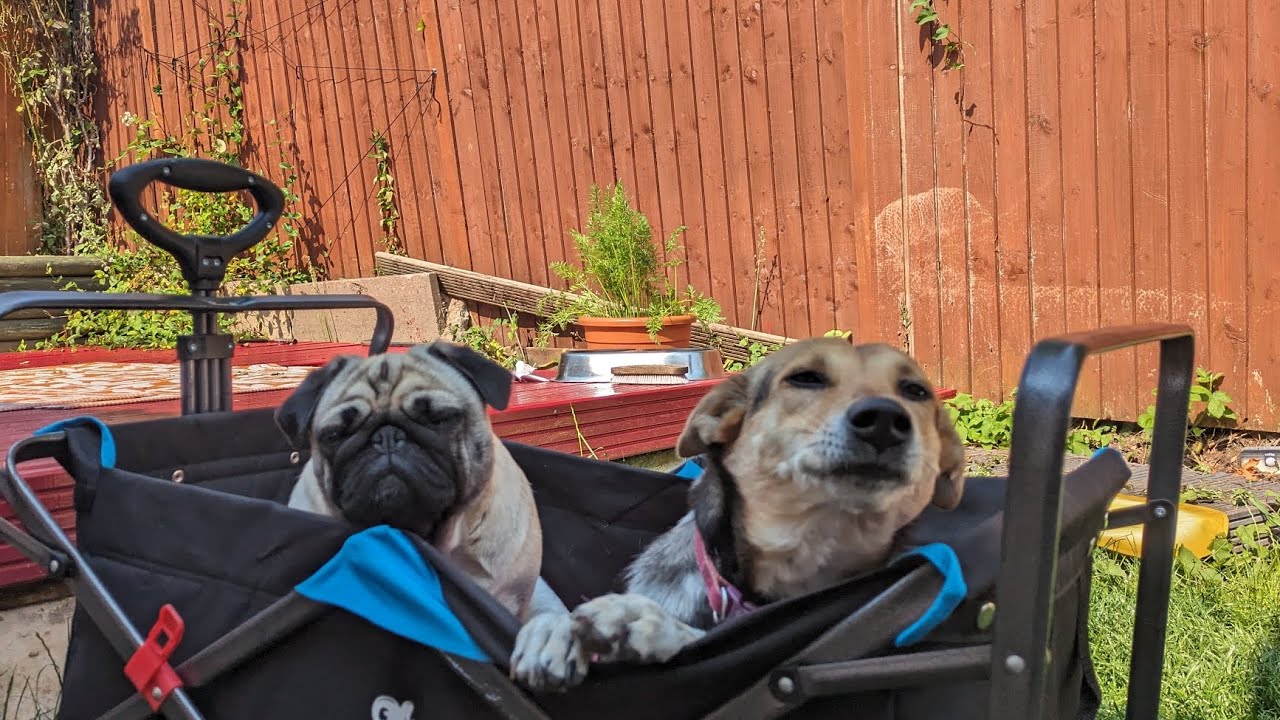 how to use a dog wheelchair k9 cart - YouTube