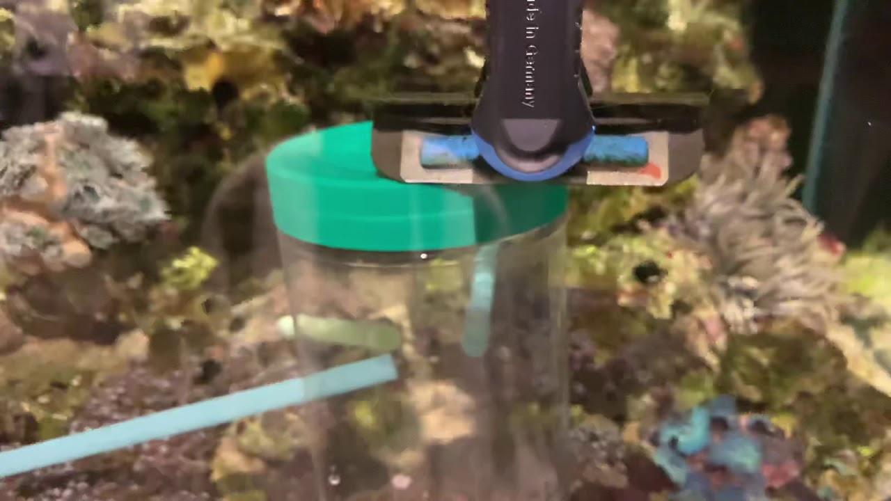 Bristle worm trap overnight - YouTube