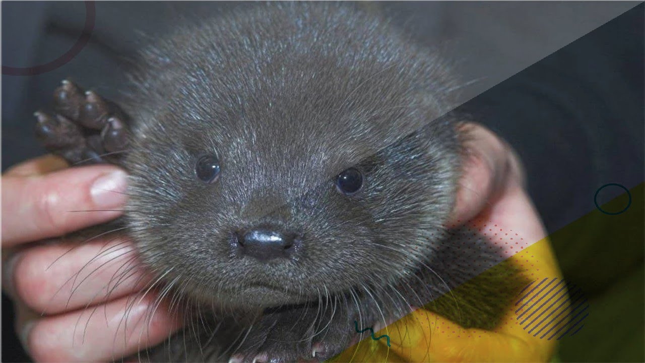 Baby Otter Found Crying On A Doorstep After He Loses Mom In Severe ...