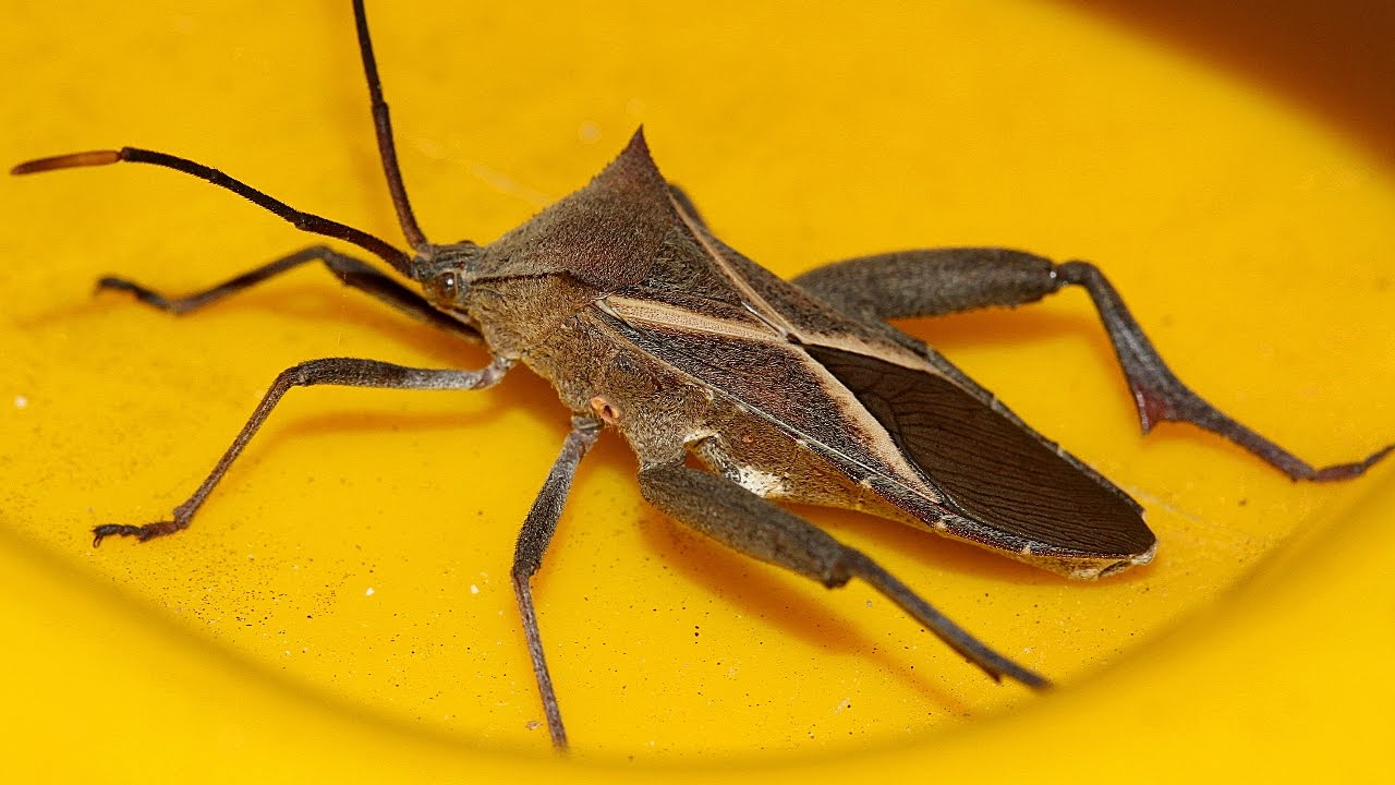 Crusader Bug (Mictis profana) - YouTube