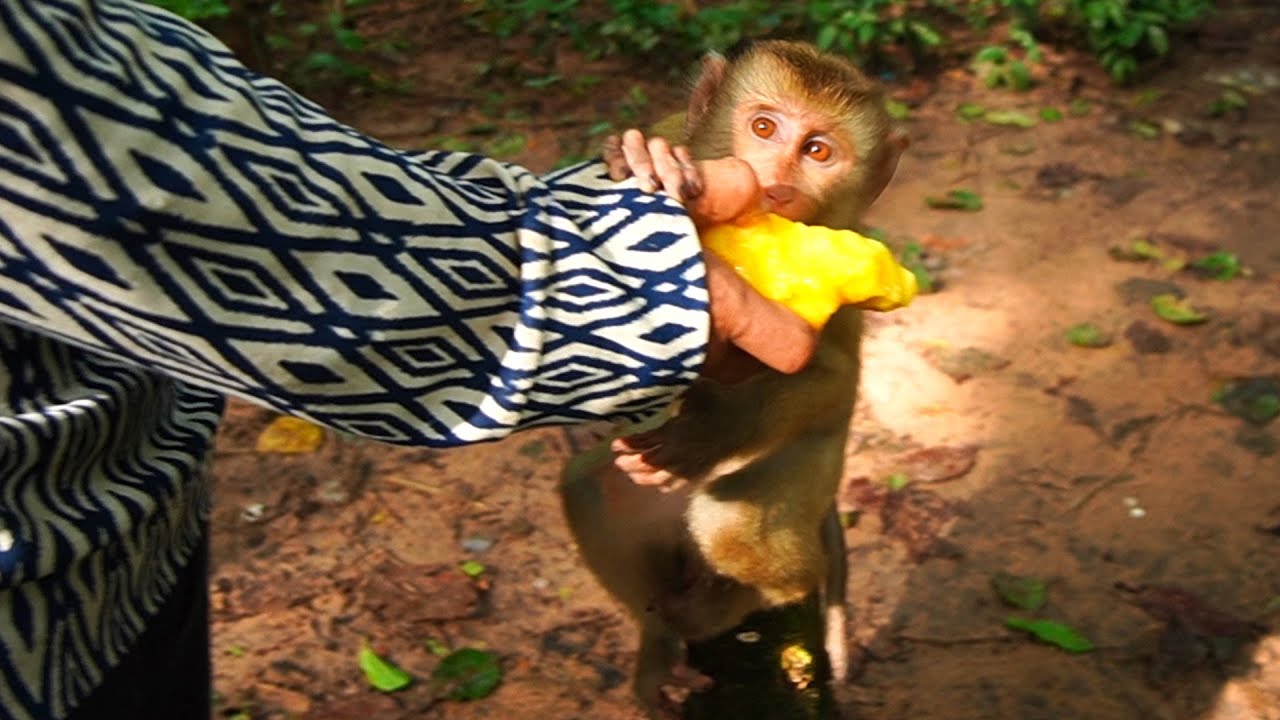 Feeding golden boy monkey Niko by mango & share with Amber too - YouTube