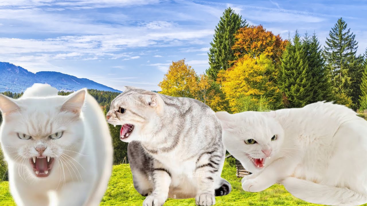 Epic Cat Fight Showdown! 🐾 Who Will Win? - YouTube