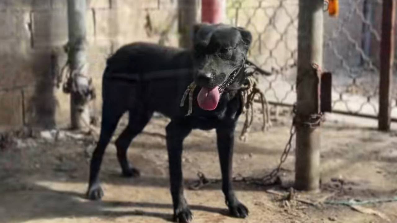 The dog waiting for rescue was brought back to the yard safely - YouTube