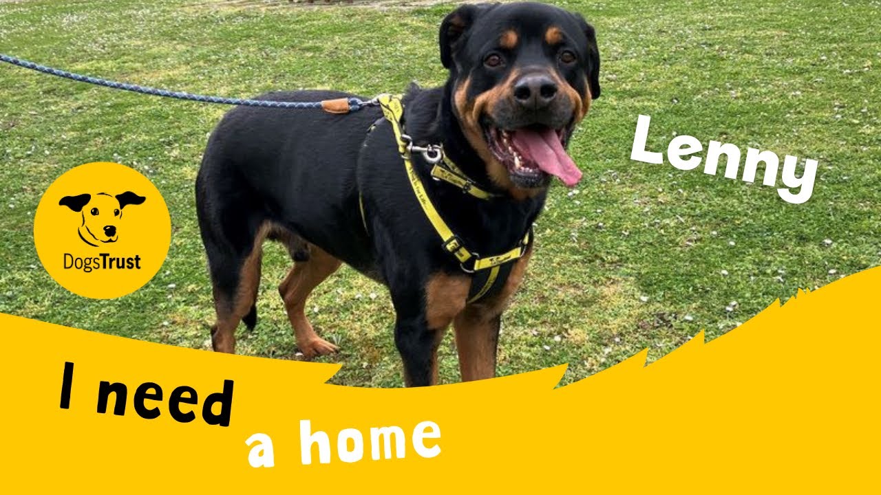 Lenny the lovely Rottweiler | Dogs Trust Canterbury - YouTube