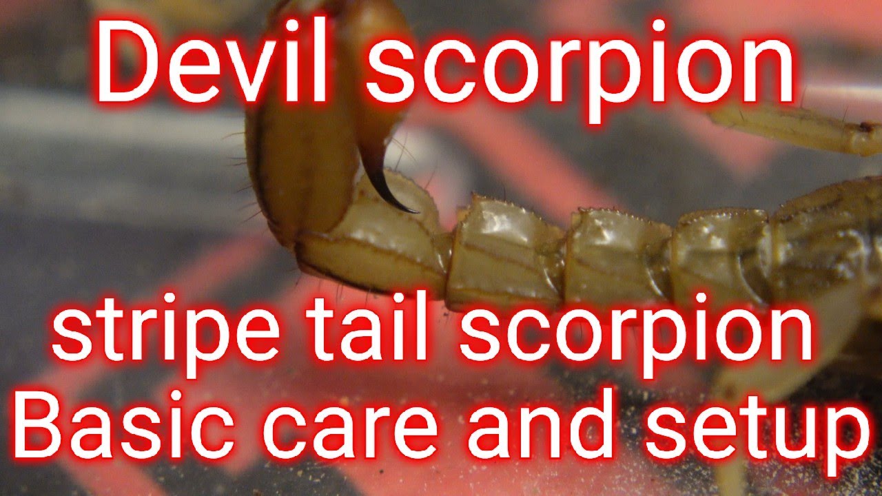 scorpion enclourse setup / the devil scorpion / the stripe tailed ...
