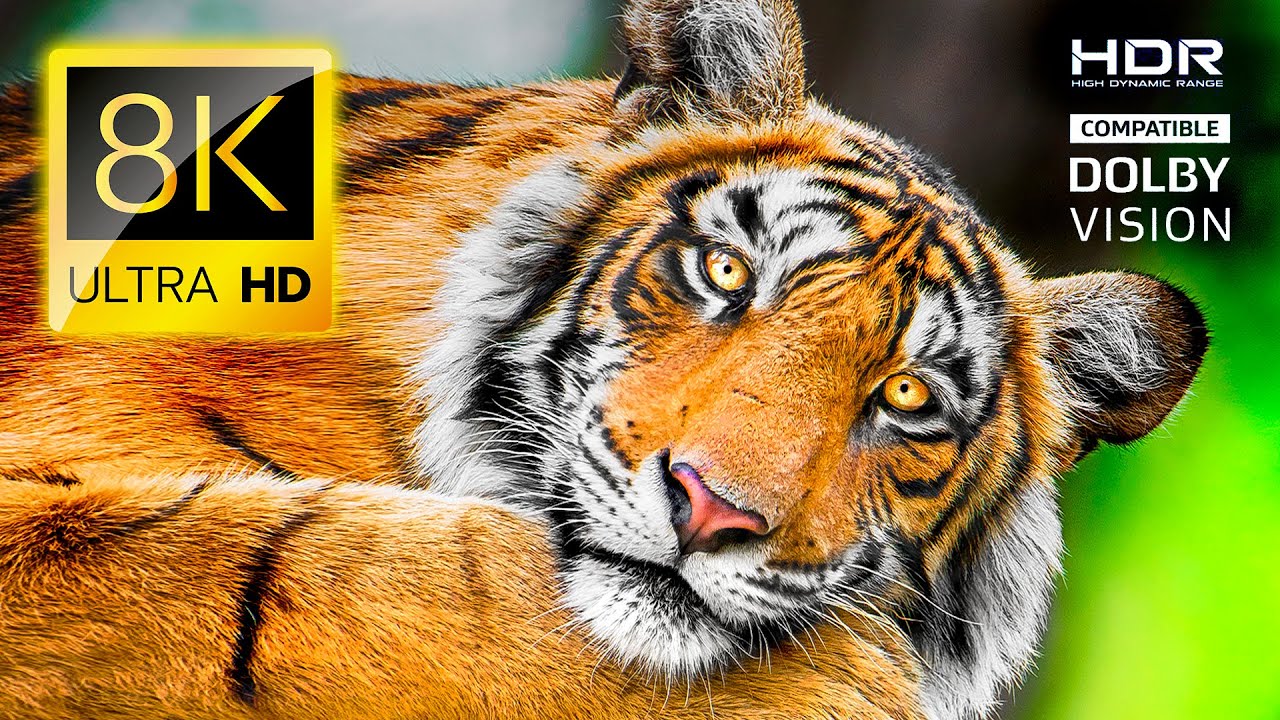 Animals Kingdom in 8K VIDEO ULTRA HD HDR | Ultra HD Animal Showcase ...