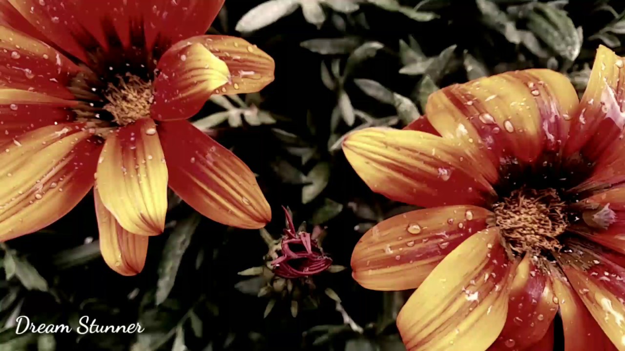 Cinematic shots of flowers - YouTube
