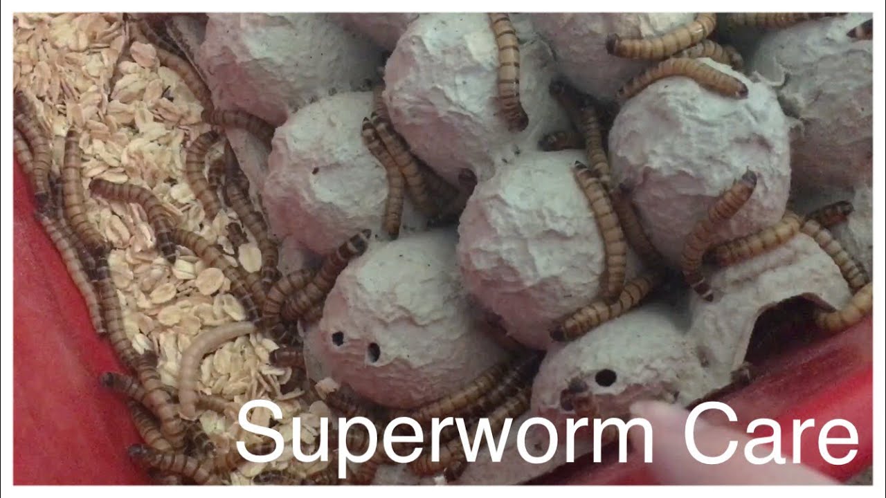 Superworm Care - YouTube