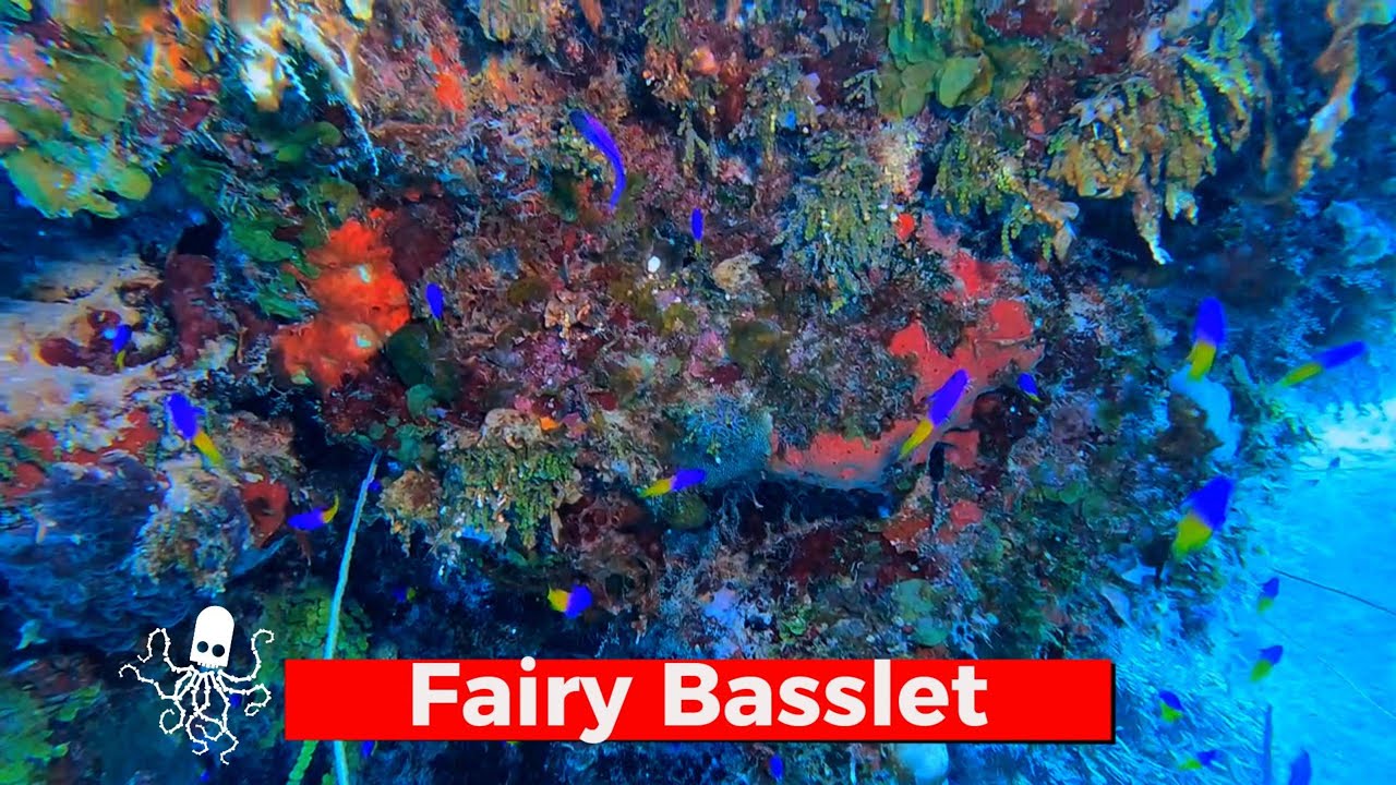Fairy Basslet - YouTube