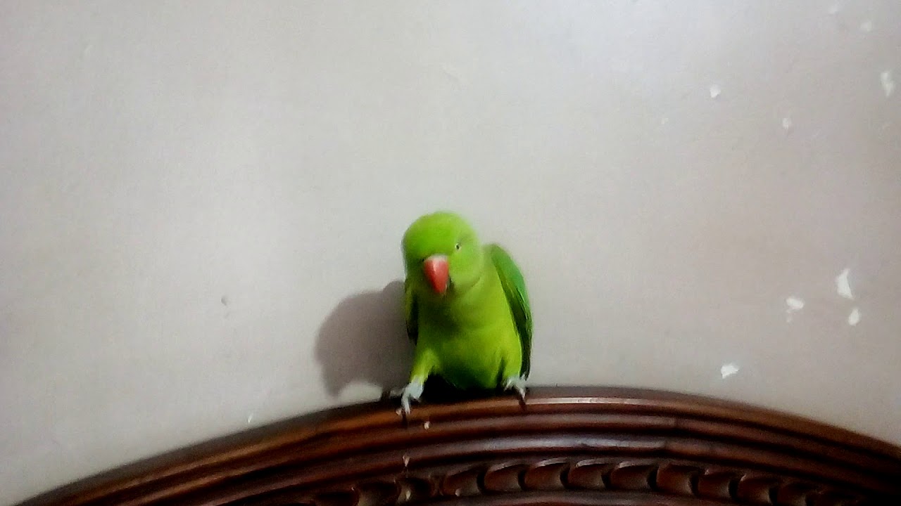 Angry Parrot biting the bottle - YouTube