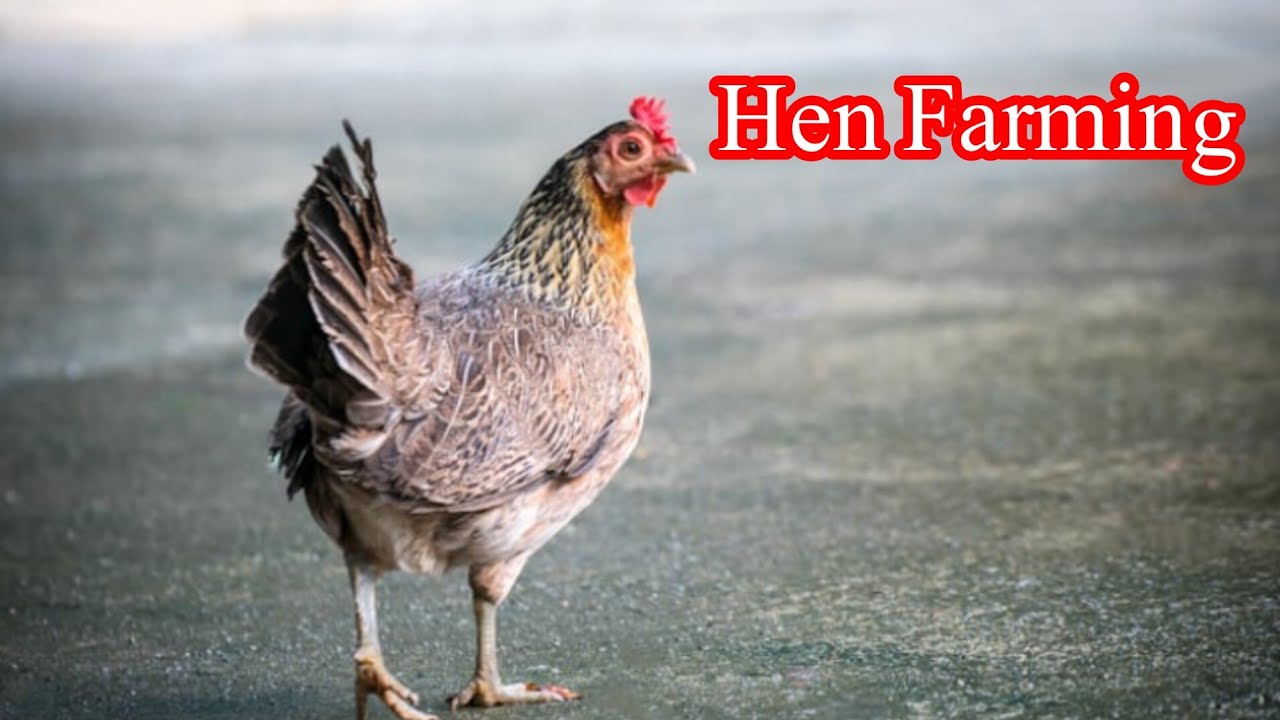 Hen video|desi chicken farming at homeDesi Chicks TV - YouTube