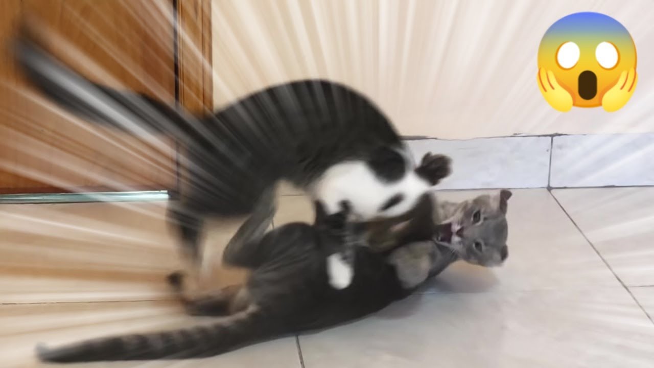 [SUB]Combat kitten Part2＃107 - YouTube