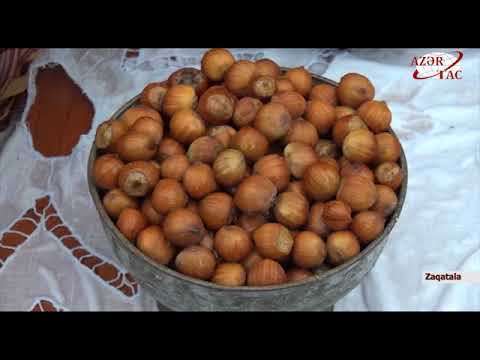 Zaqatalada II Beynəlxalq fındıq, qoz və şabalıd festivalı keçirilir