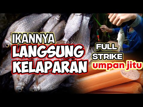 Mancing || Full strike || mancing wader || micro fishing || umpan jitu || ikannya langsung kelaparan