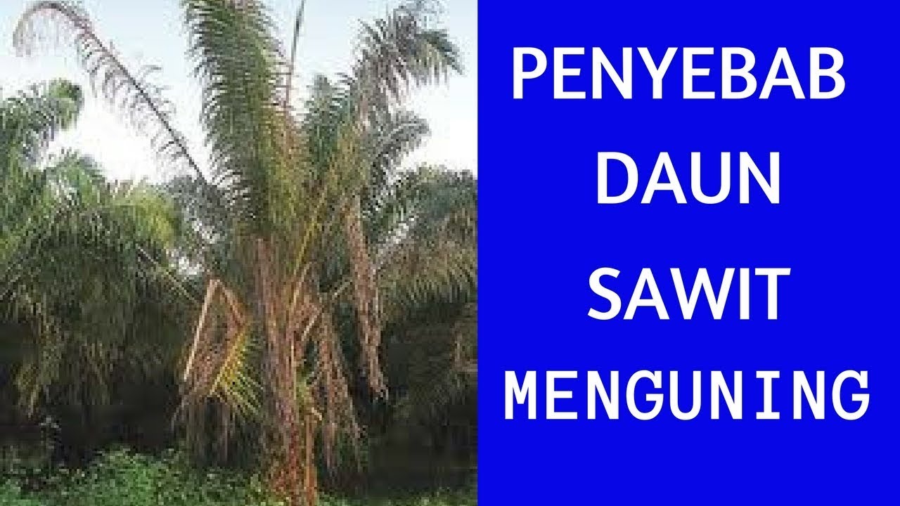 081326912561 | Cara Mengatasi Daun Kuning Tanaman Sawit - YouTube