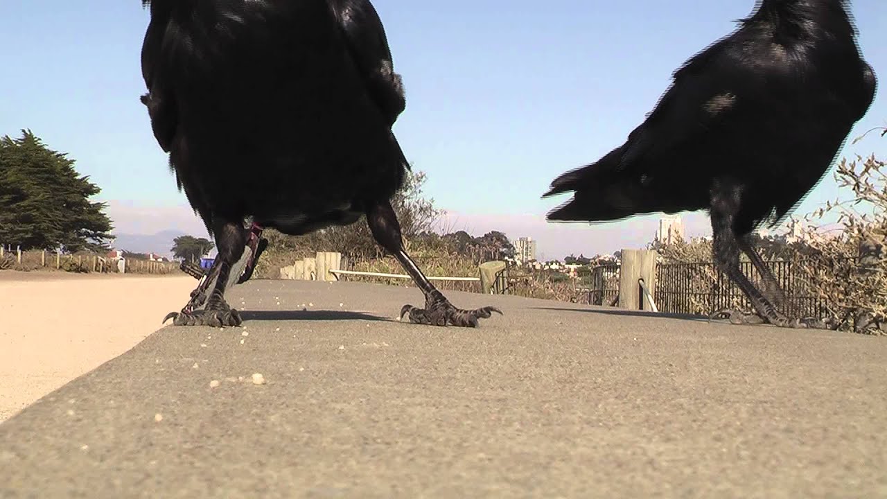 Wild Ravens Feeding in San Francisco (HD) - YouTube