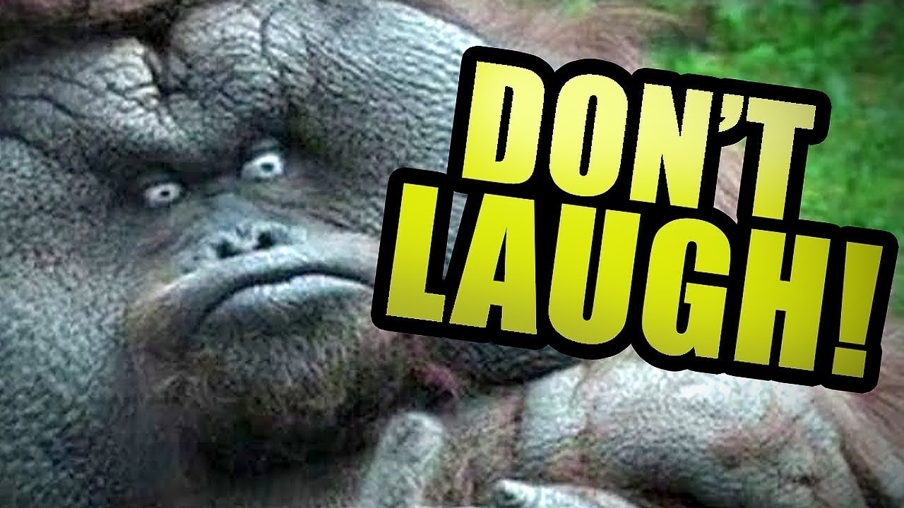 🔥 IMPOSSIBLE TRY NOT TO LAUGH 🔥 FOR KIDS (CLEAN) - YouTube