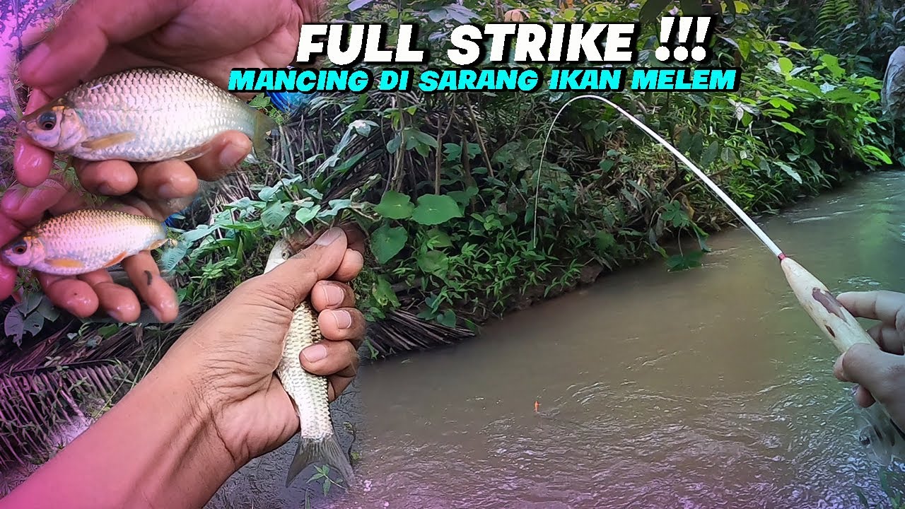 SIAPA SANGKA !! Spot seperti ini ternyata gudangnya ikan melem - YouTube