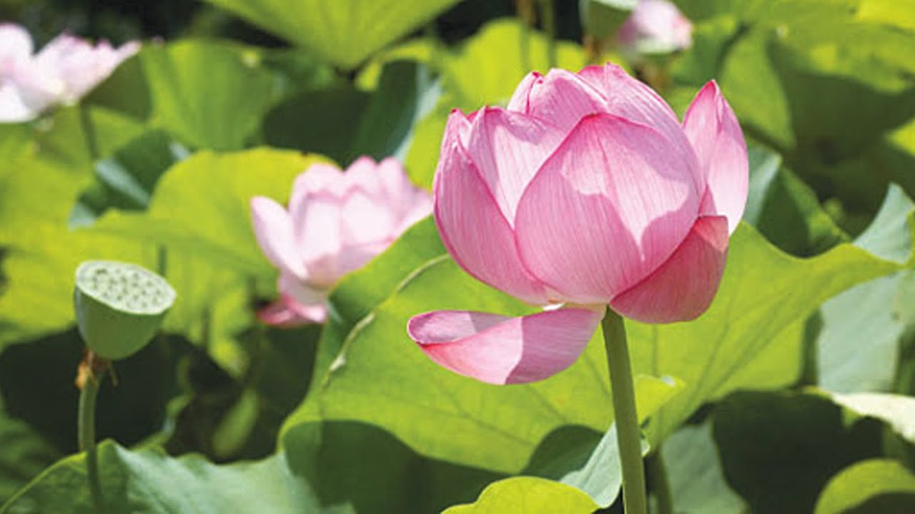 Indian lotus Plant (Nelumbo nucifera) - YouTube