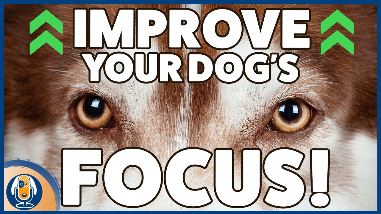Get Your Dog’s Focus And Attention Even Near Distractions By Aligning ...