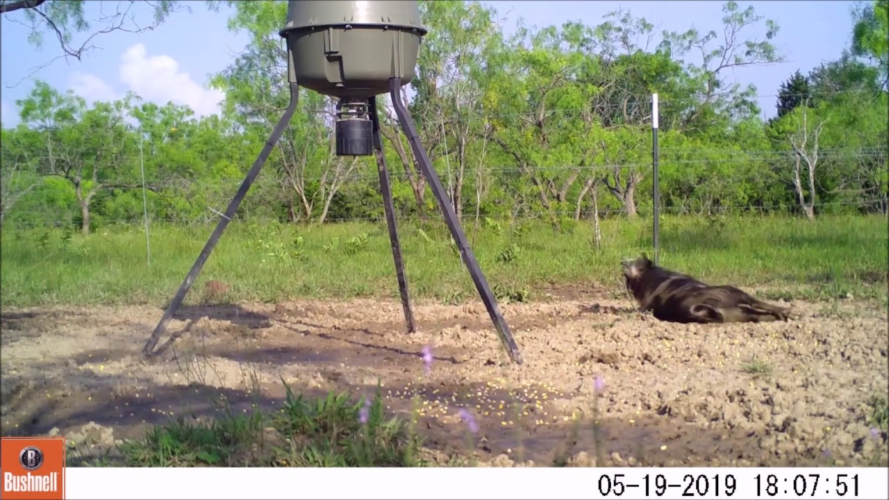 Scout Pig at the feeder - YouTube