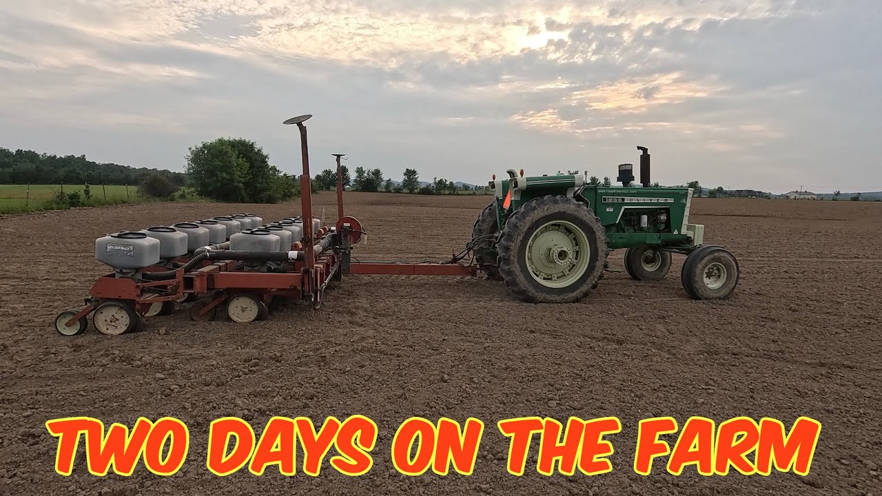 Two days farming with OLIVER and WHITE tractors! - YouTube