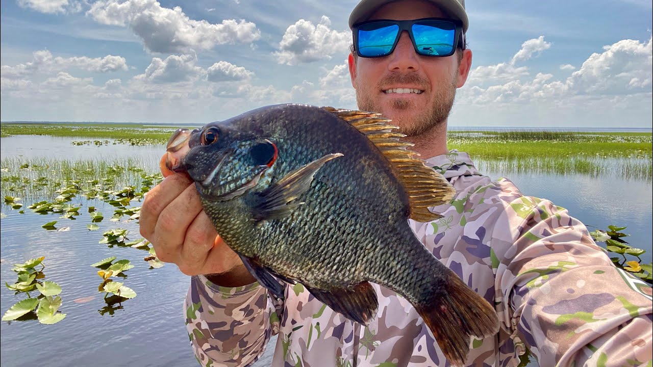 Catching BIG summertime shellcracker and bluegills in Florida - YouTube