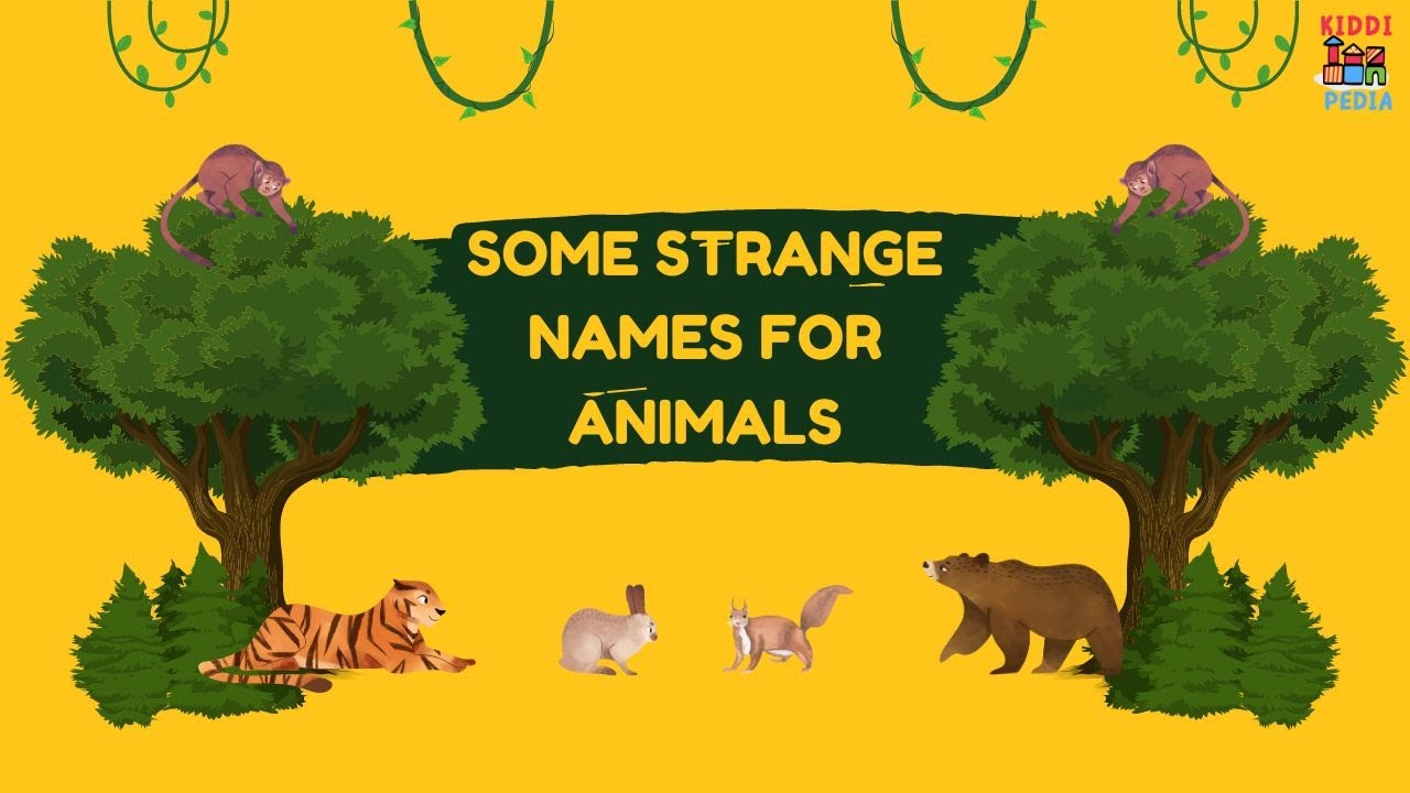 Some strange names for animals | Unveiling the Fascinating World of ...