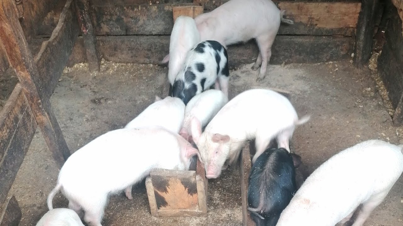CUTTING COST OF FEEDING PIGS AT LENATE SMART FARM. - YouTube
