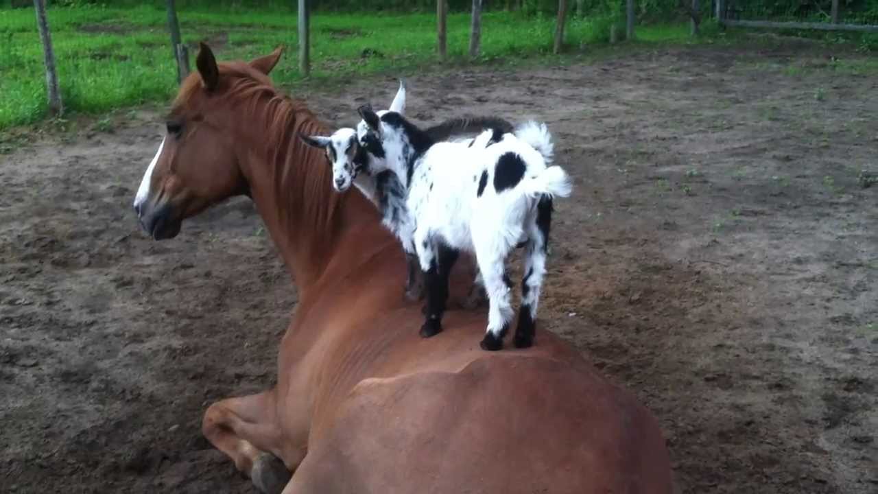 Goat On Horse