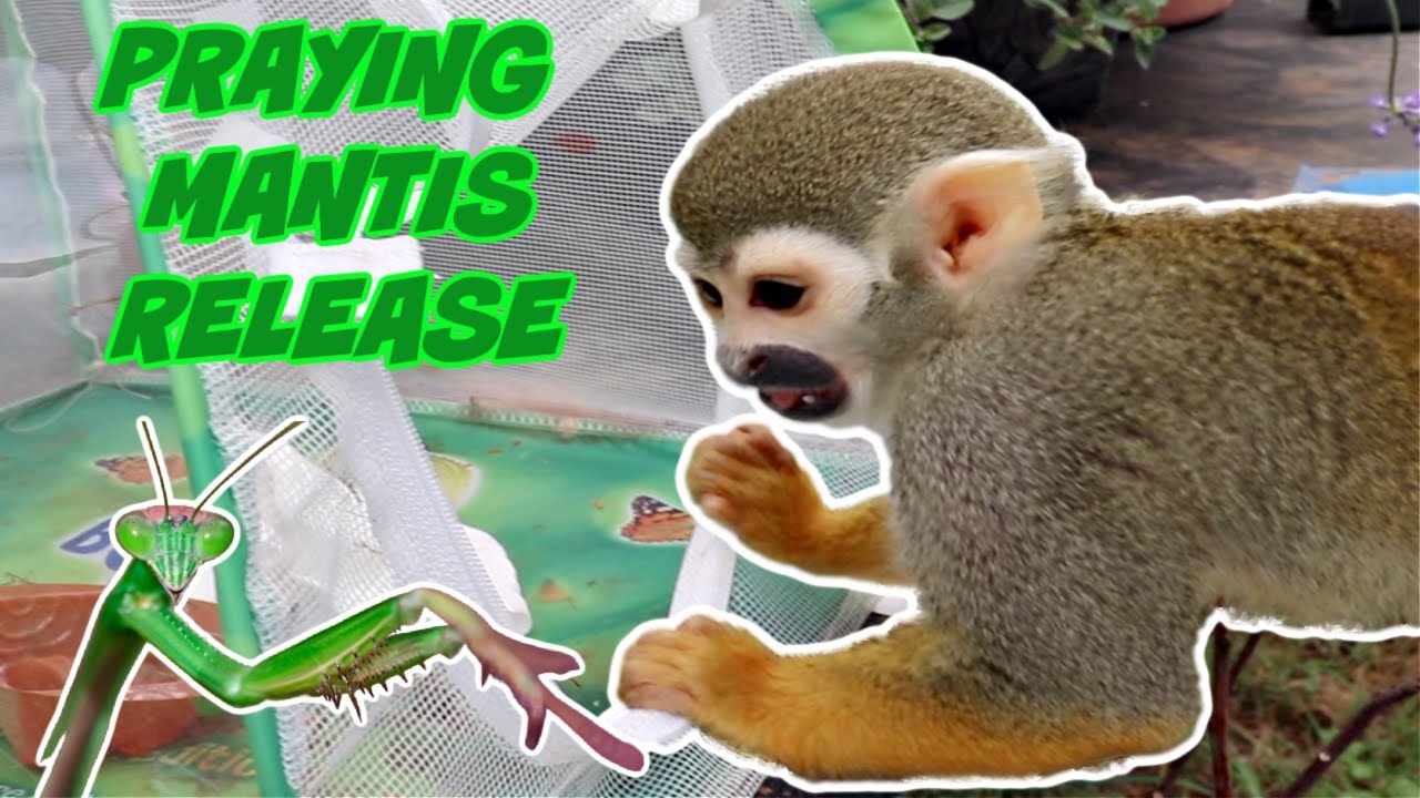 Monkey Releases Baby Praying Mantis - YouTube