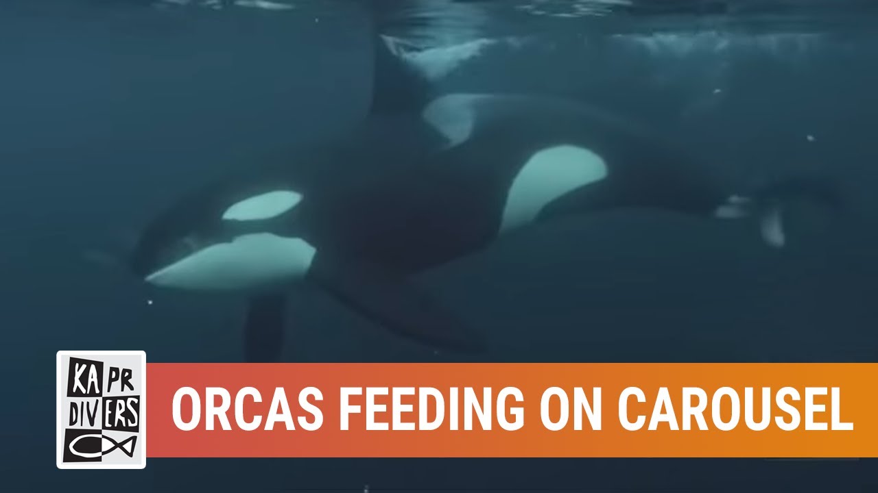 Orcas feeding on Carousel | Underwater video with sound | Kapr Divers ...