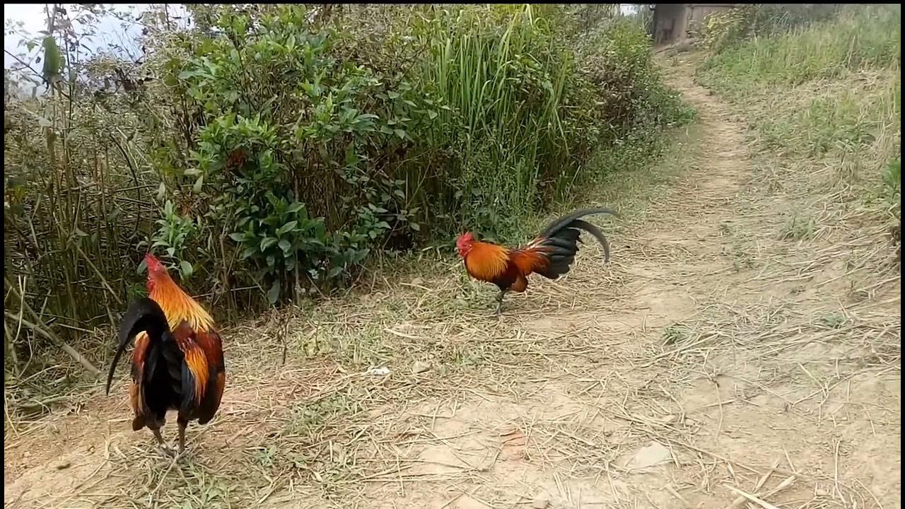 Qaib dib zoo nkauj 2023 - YouTube