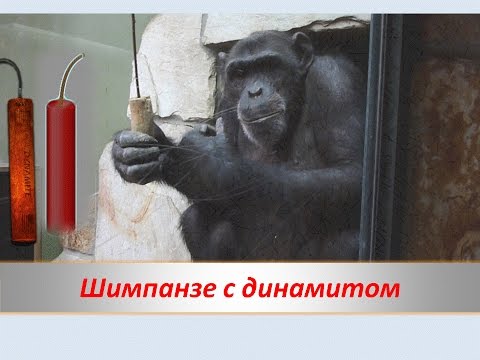 Обезьяна с гранатой. Monkey with a grenade - YouTube